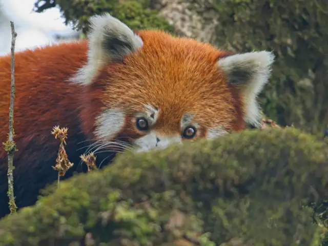 Red panda zodiac sign 60 photos - Youhoroscope.com
