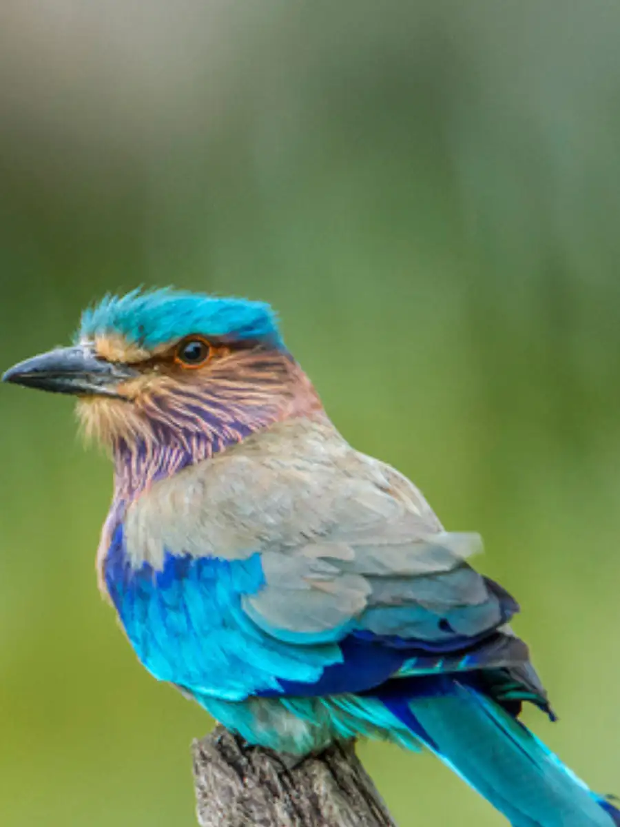 8 birds with the most spectacular feathers | EconomicTimes