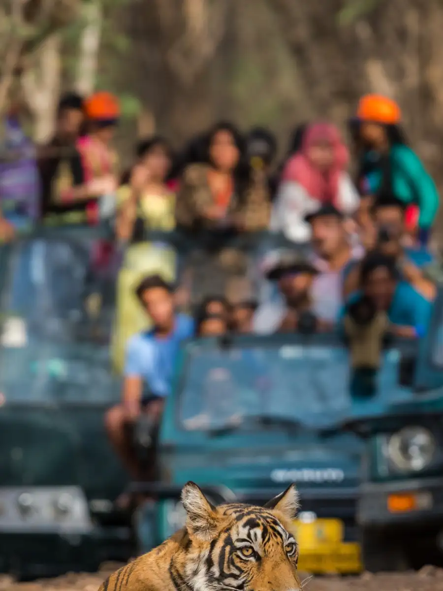The tiger state of India: 8 places to spot tigers in Madhya Pradesh ...