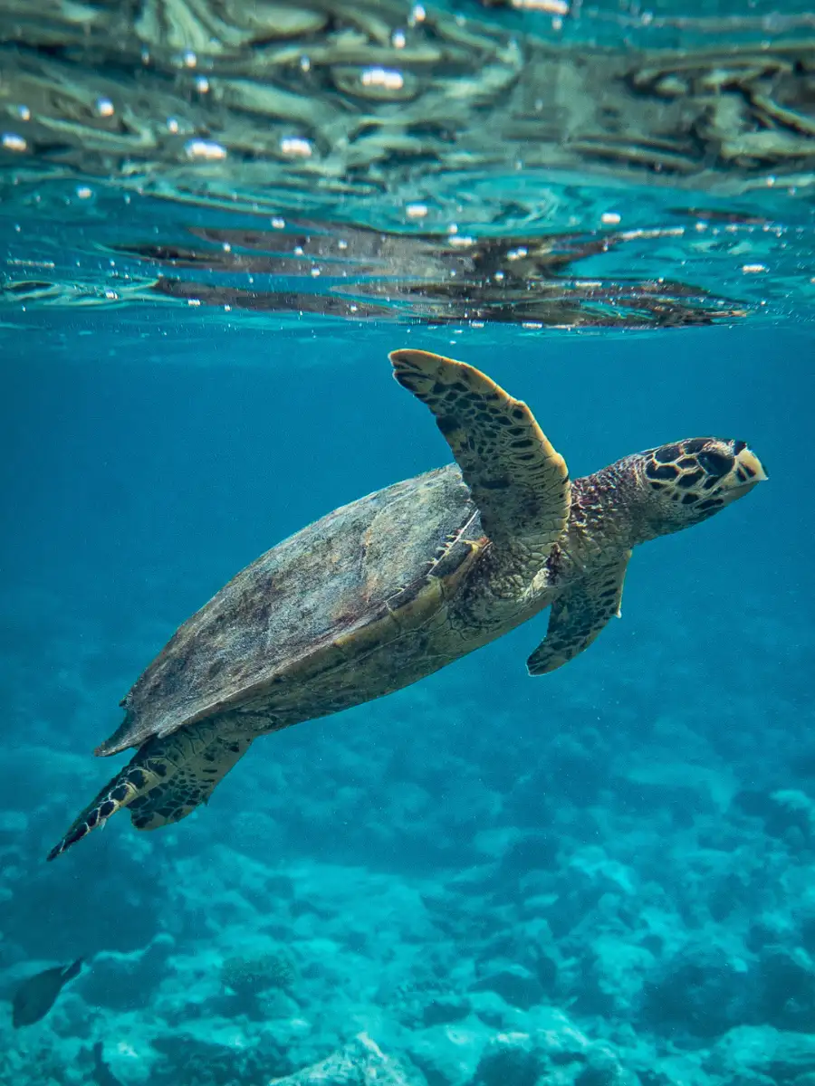 Aquatic Animal Day: discover 8 fascinating underwater creatures ...