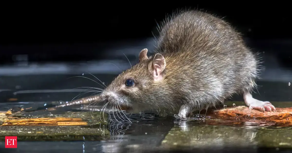 Ronin the hero rat sets World Record, sniffs out over 100 landmines in ...