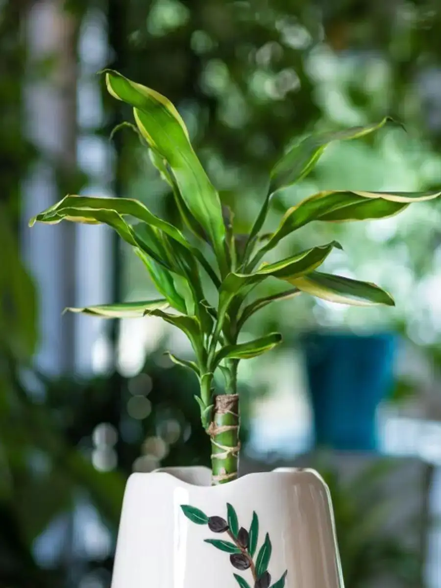 10 Easy Tips to Grow a Brazilian Lucky Wood Plant Indoors | NewsPoint