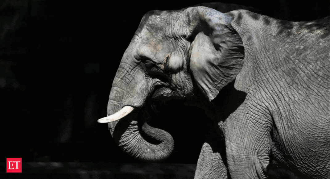 Pupy elephant: Pupy elephant arrives at Brazil sanctuary after 30 years ...