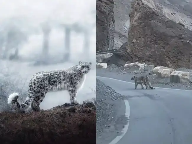 ‘Ghost of the mountains’ spotted in Spiti: Tourists capture rare snow leopard on camera in ...
