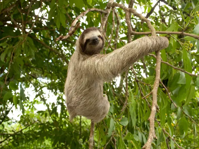 6 land animals that are surprisingly skilled swimmers - Tigers ...