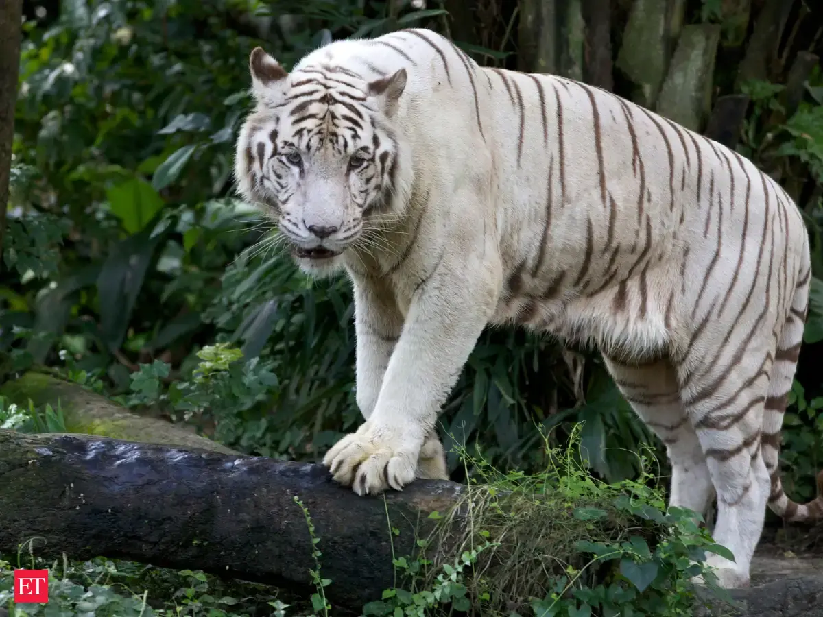 White Peacock – The Celestial Dancer - 6 iconic white animals of India ...