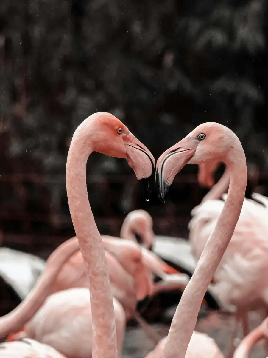 8 Adorably Pink Animals You Have to See to Believe | EconomicTimes