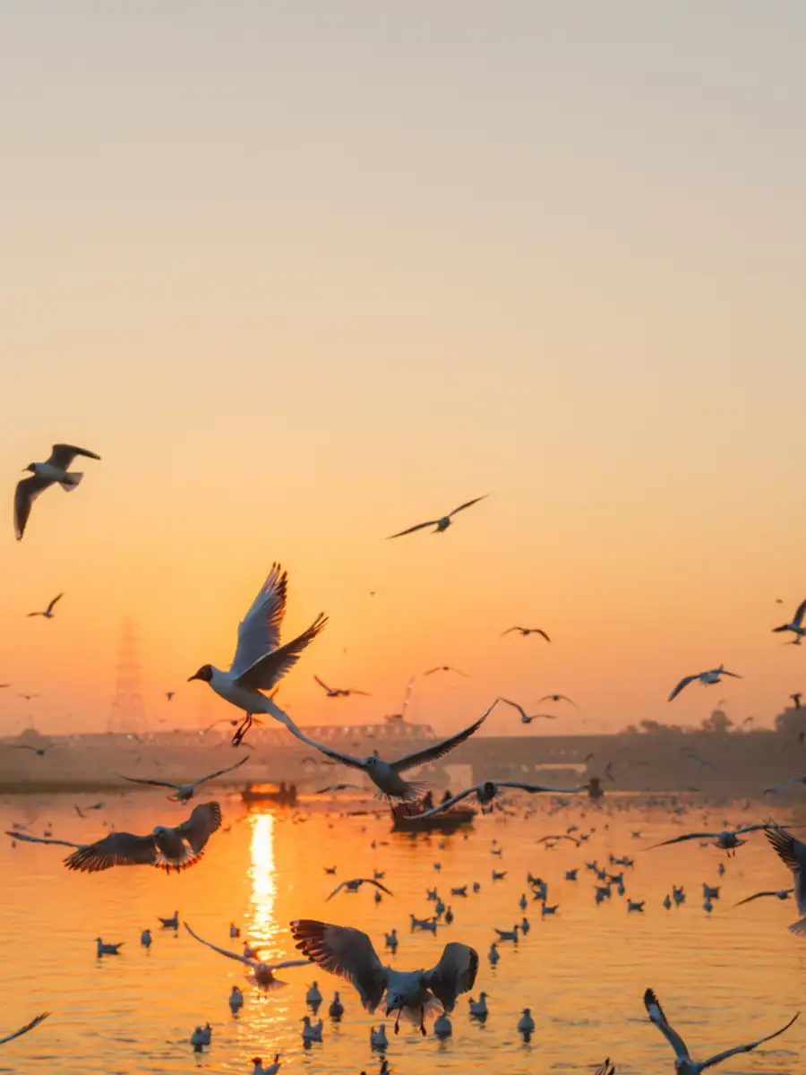 8 most iconic birds of India you should know | EconomicTimes