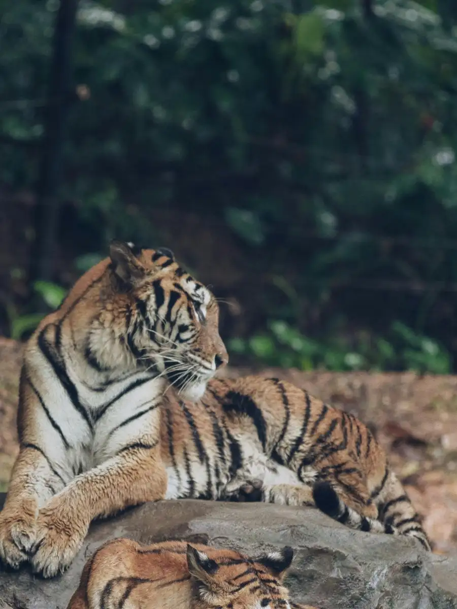 8 Best Wildlife Parks to See Tigers Up Close | EconomicTimes