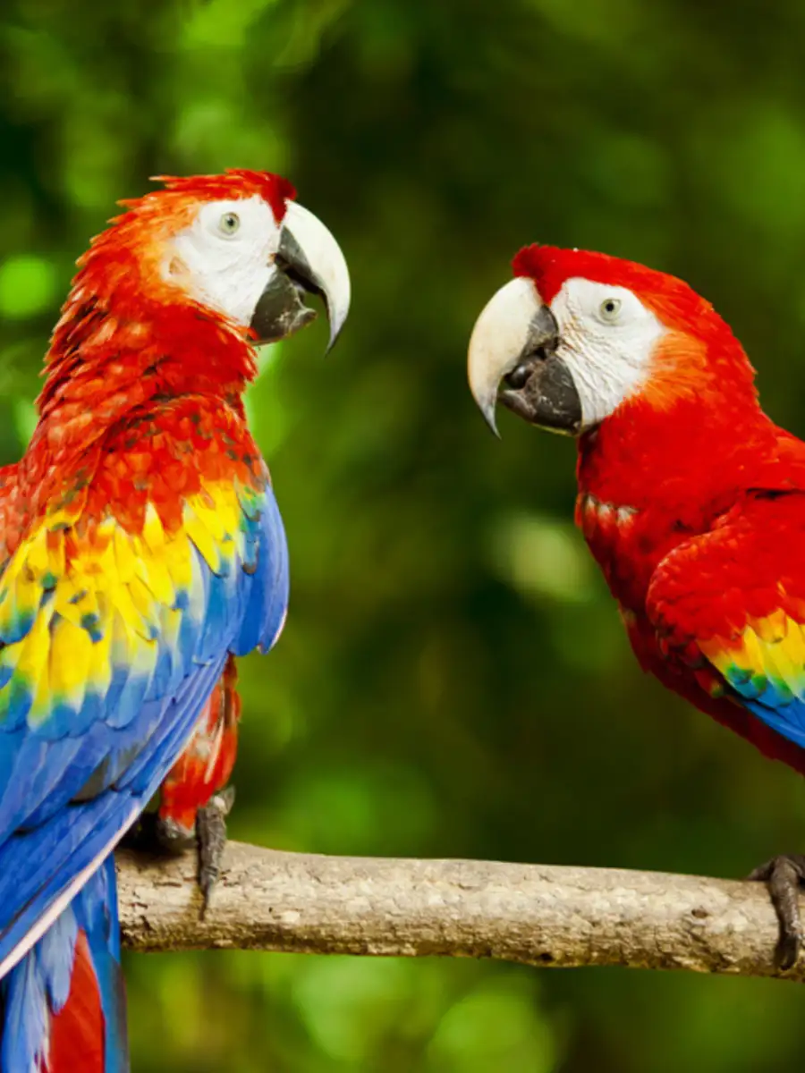 8 intelligent bird species that can learn to talk like humans ...