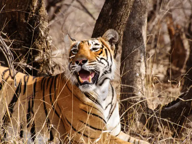 India’s 6 best tiger reserves for wildlife enthusiasts - Jim Corbett Tiger Reserve, Uttarakhand ...