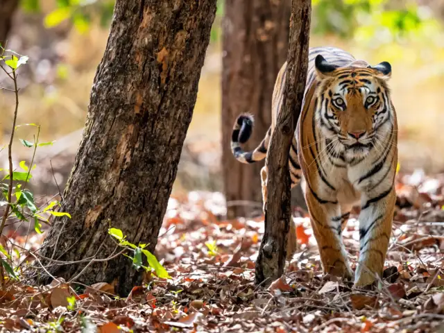 India’s 6 best tiger reserves for wildlife enthusiasts - Jim Corbett Tiger Reserve, Uttarakhand ...