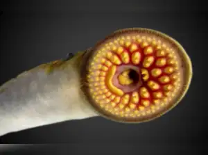 Swimming deep inside the Great Lakes with 150 teeth, a serrated tongue ...