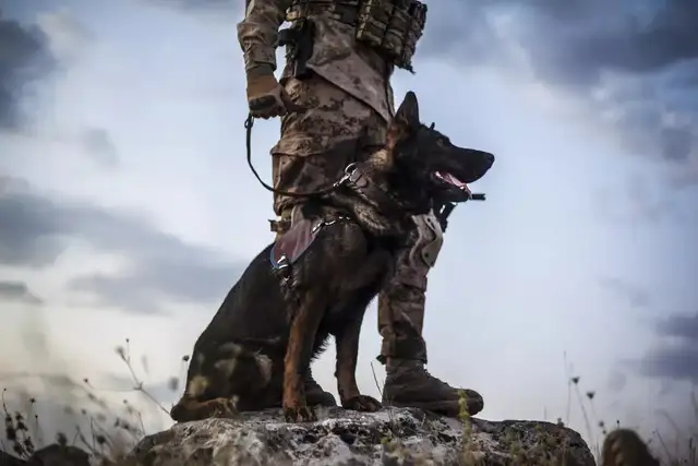 From army to office: The amazing work roles of dogs - Army Dogs | The ...