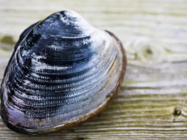 The Ocean Quahog Clam - 6 long-lived animals that outlast humans | The ...