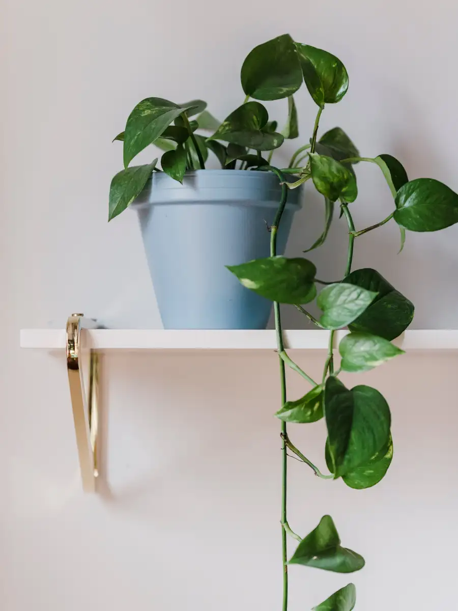 8 surprising reasons to keep a pothos plant in your kitchen | EconomicTimes