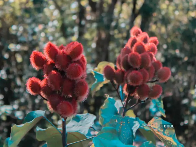 Medicinal and natural benefits - PM Modi plants sindoor tree at his ...