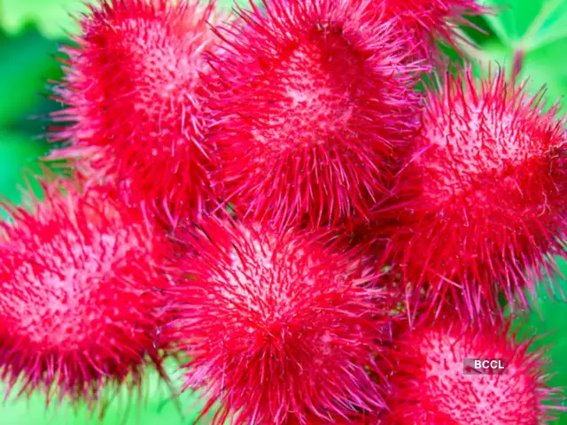 PM Modi plants sindoor tree at his Delhi residence: What is this plant ...