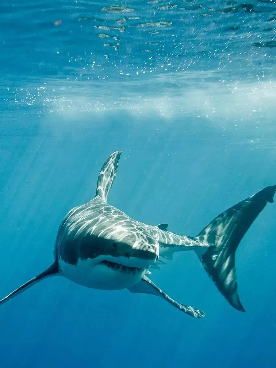 6 Facts About Daring Fish That Clean Mouths Of Sharks And Whales ...