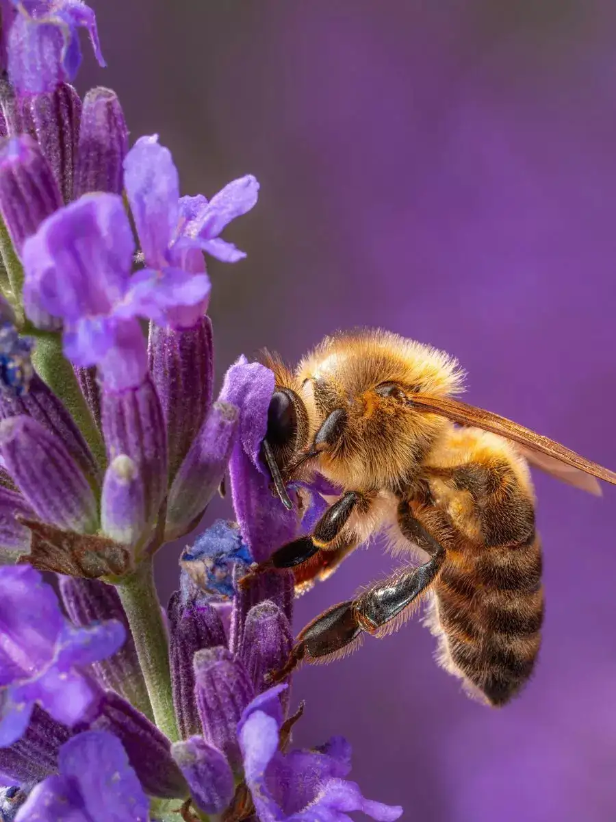 7 Most Dangerous Bees You Should Never Mess With | EconomicTimes