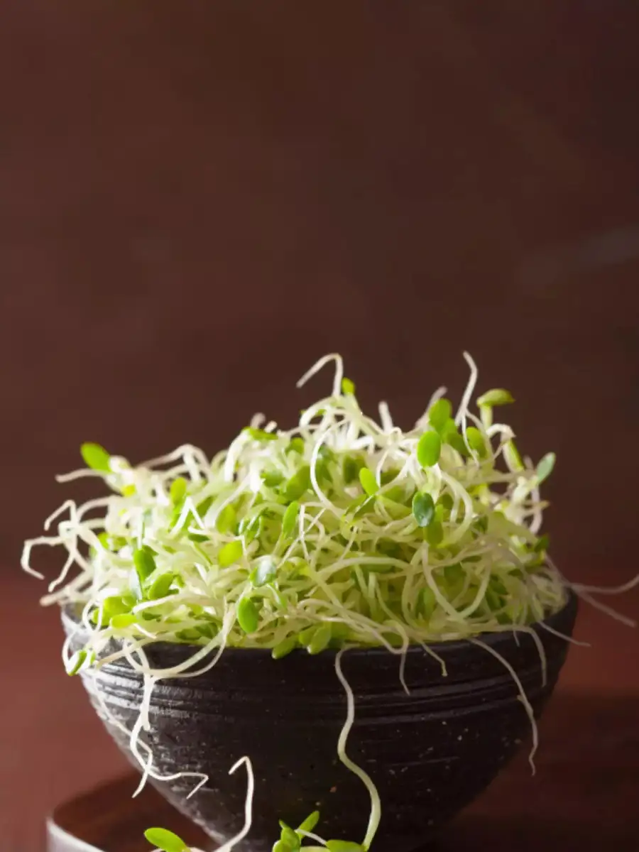 10 Reasons To Add Sprouts To Your Daily Diet | NewsPoint