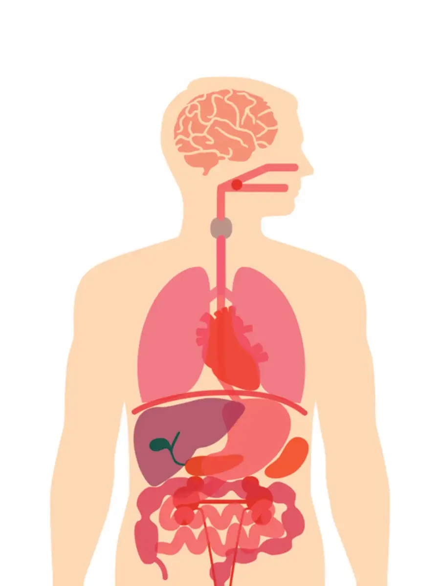 8 super-strong organs—and how we silently damage them every day ...
