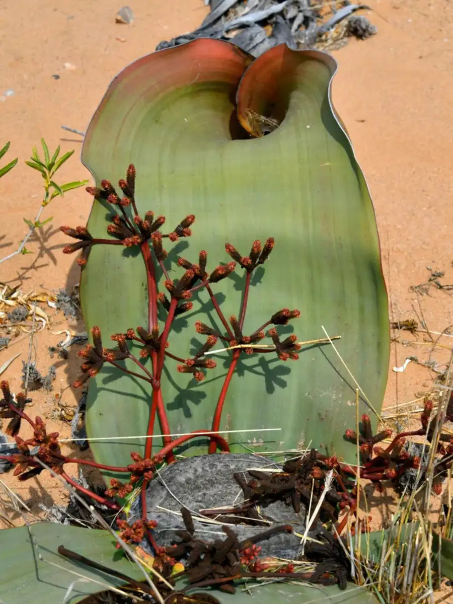 9 fascinating trees around the world with bizarre survival traits ...