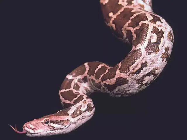 Indian Rock Python - These 6 snakes in India have the most eye-catching ...