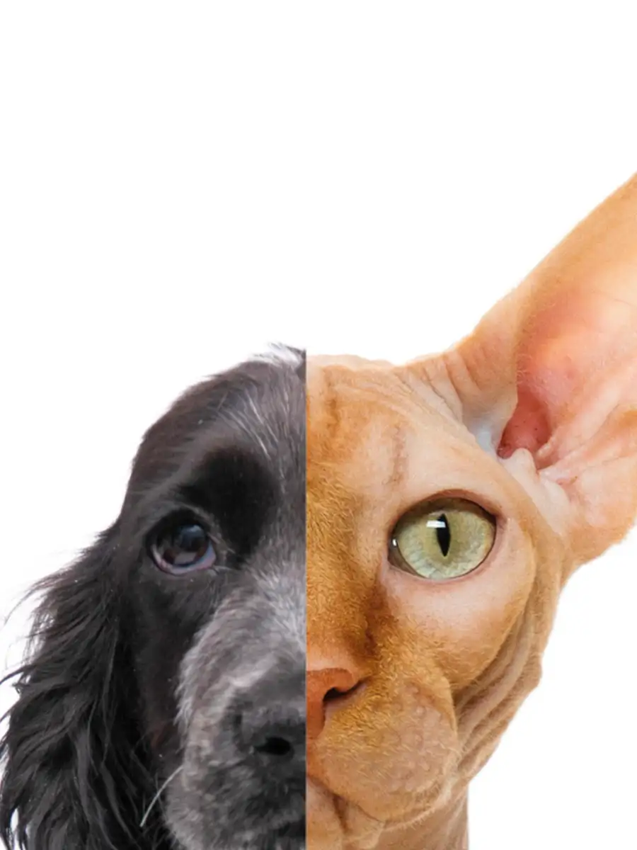 8 animals that bend, twist, and squeeze like magic | EconomicTimes