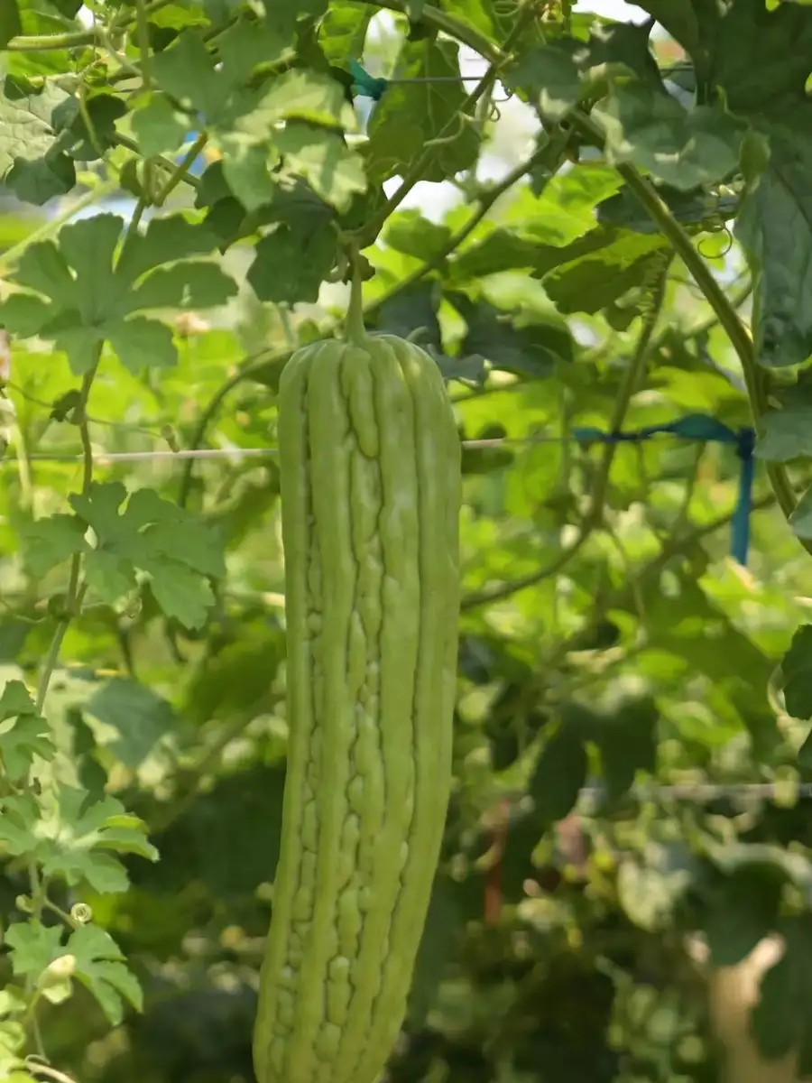 10 Surprising health benefits of eating a bowl of torai | EconomicTimes