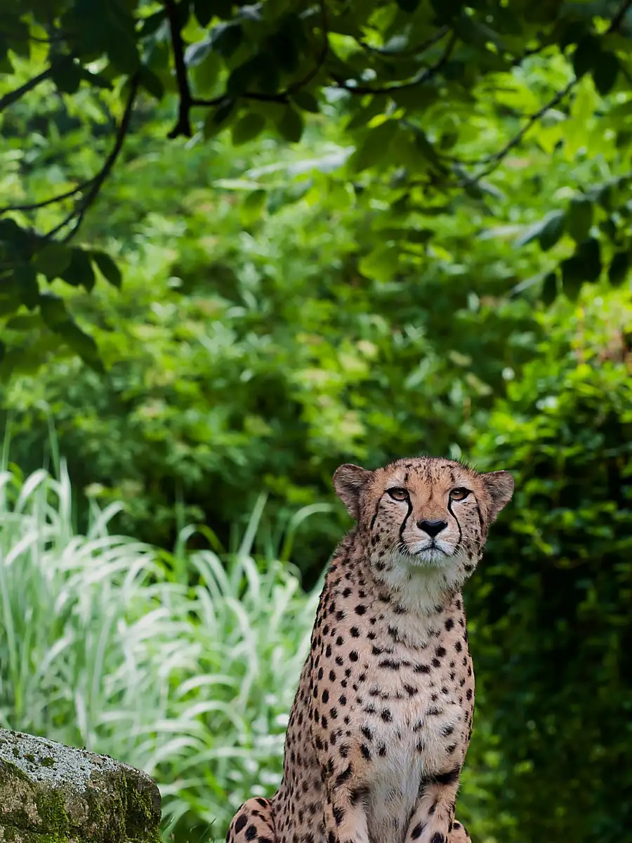 Unbelievable Speed: The 8 Fastest Animals That Will Blow Your Mind ...