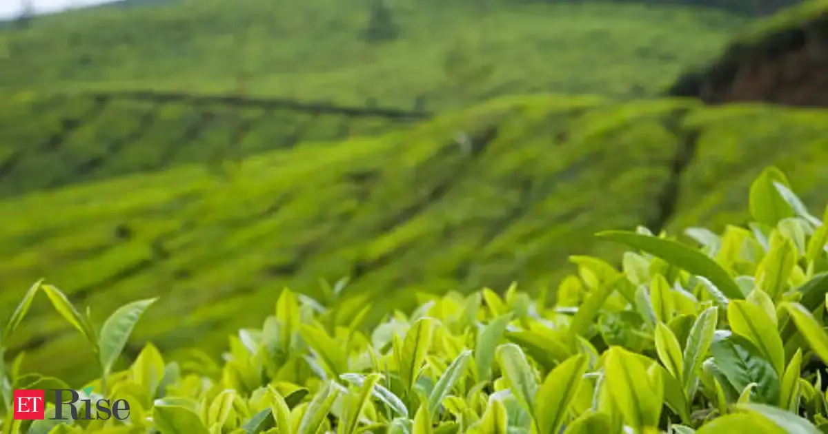 Tea exports from India increase by 2.85% in FY 2024-25 - The Economic Times