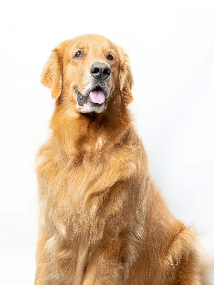 9 animals that sense disasters before they happen | EconomicTimes