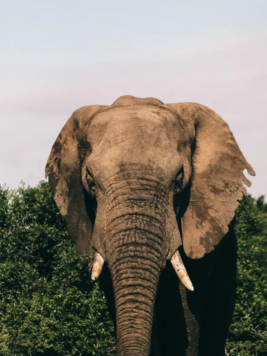 From Elephants to Frogs: Animals That Thrive in the Monsoon Rain ...