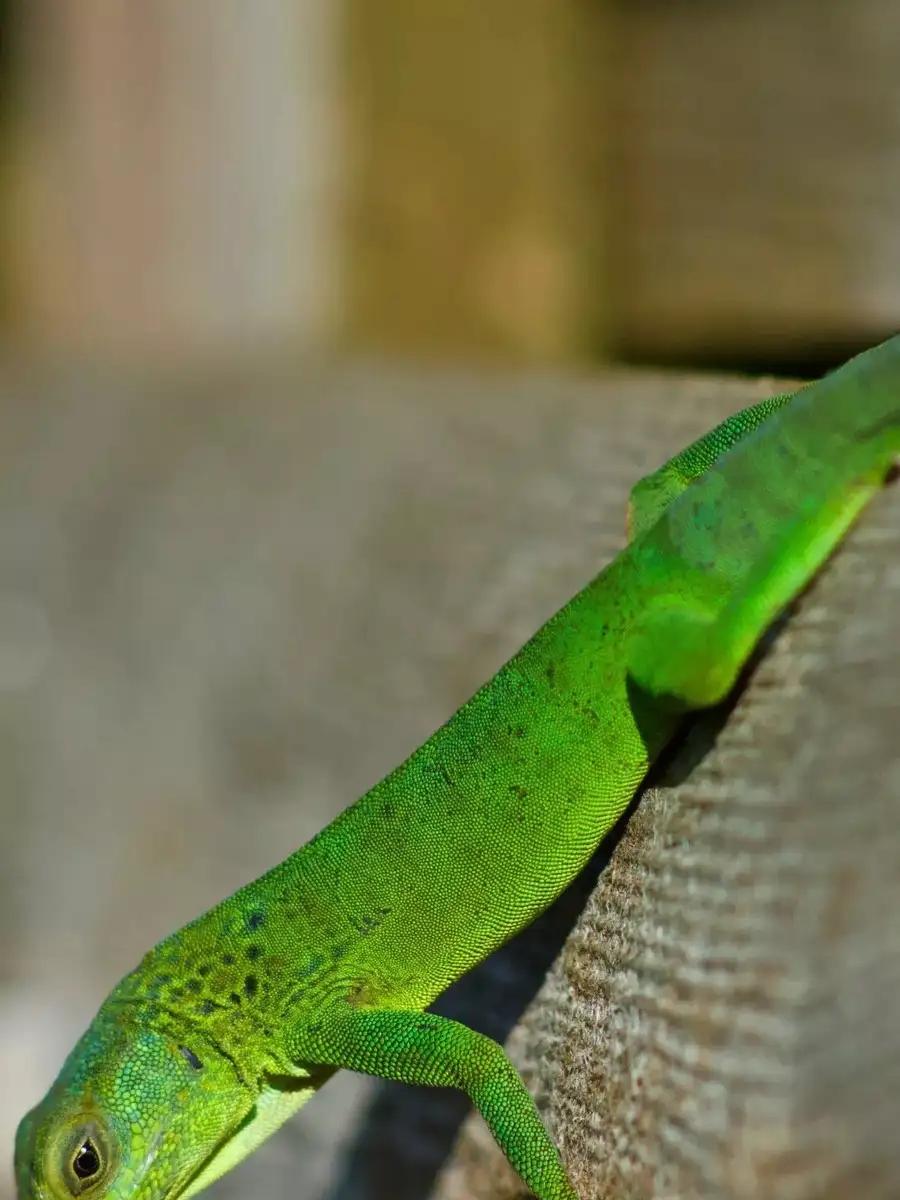 9 animals that can regrow their body parts. | EconomicTimes