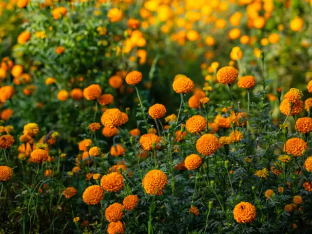 7 plants to grow with peach trees for bigger harvests and fewer pests ...