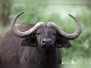 Asher Watkins death: Karma strikes: Millionaire trophy hunter killed by ...