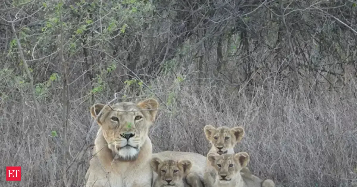 Asiatic lion numbers surge 32% in five years, touch 891: Report - The ...
