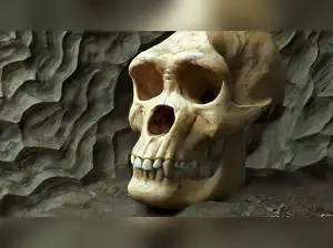 Scientists find possible artefacts of oldest known Wallacean hominids ...