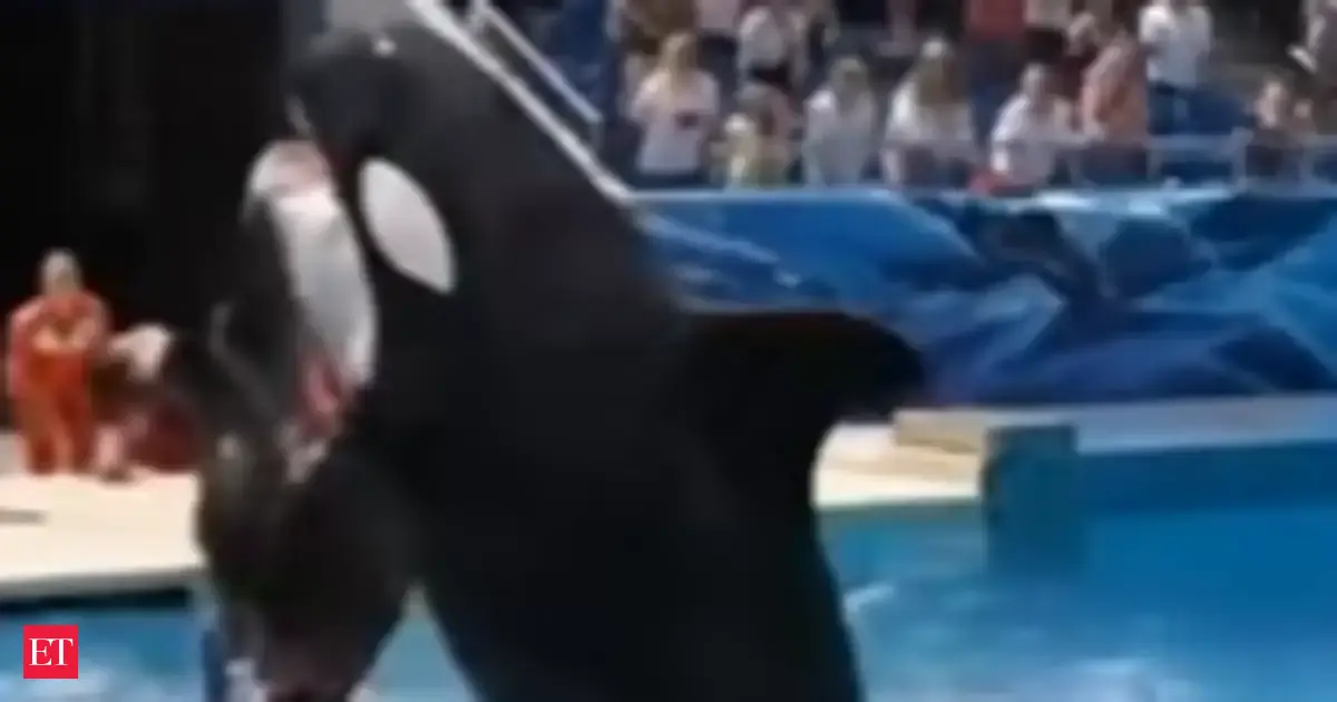 After Jessica Radcliffe fake death video, another orca attack video is ...