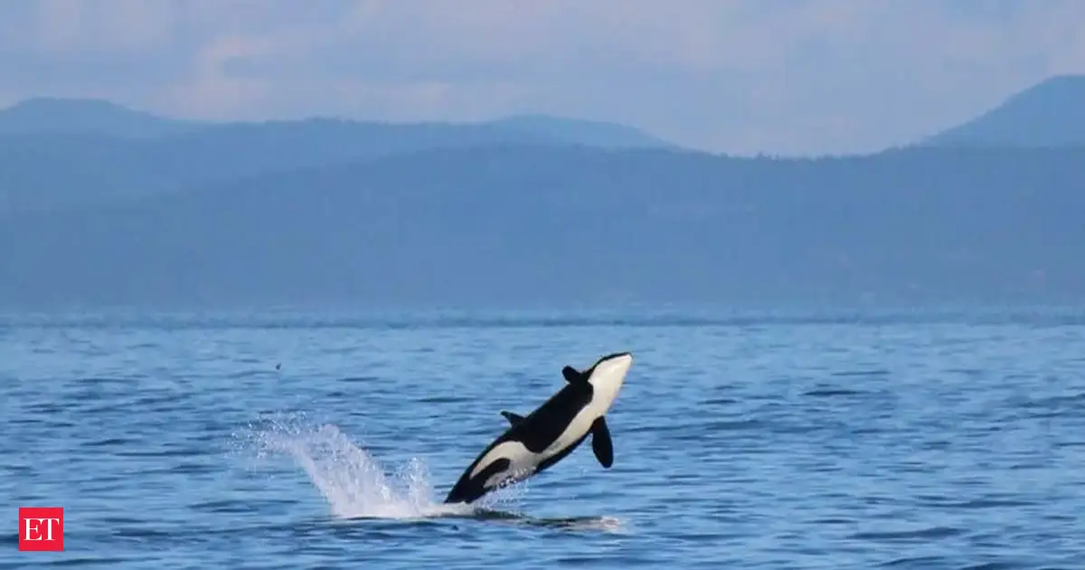 orca killer whale: Jessica Radcliffe viral video: Creepy recording of ...