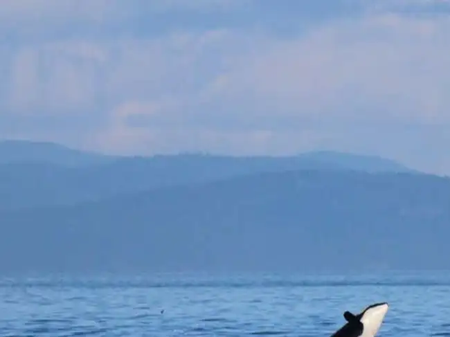 orca killer whale: Jessica Radcliffe viral video: Creepy recording of ...