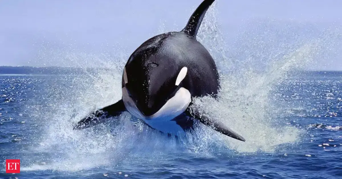 Jessica Radcliffe orca attack: Why Jessica Radcliffe’s Orca 'attack ...