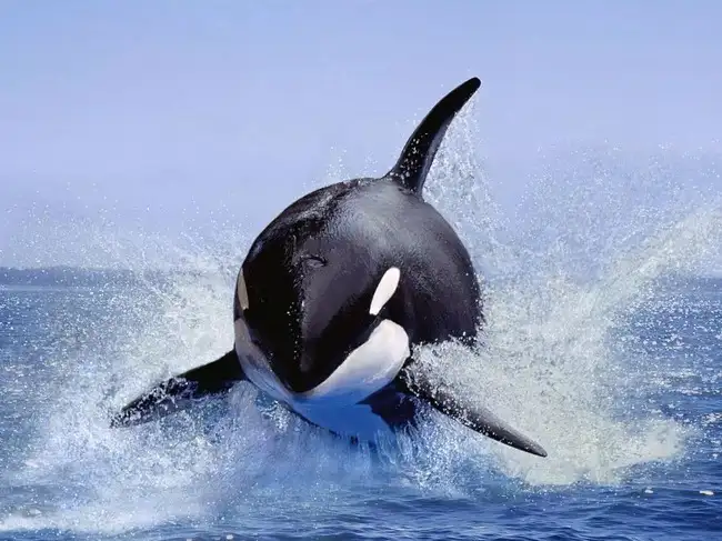 Jessica Radcliffe orca attack: Why Jessica Radcliffe’s Orca 'attack' clip went viral and what ...