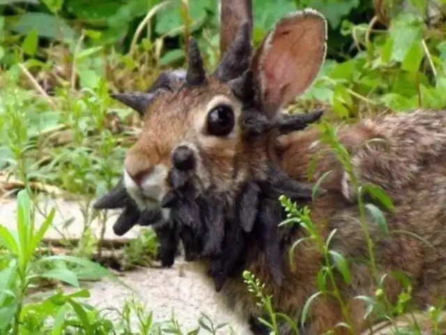 Frankenstein bunnies spotted in US: 6 facts about SPV virus, symptoms ...