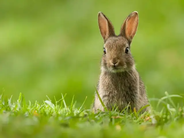 Frankenstein bunnies spotted in US: 6 facts about SPV virus, symptoms ...