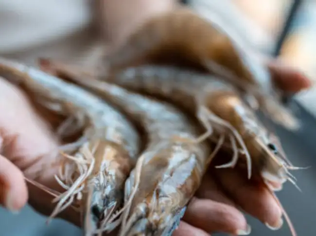 shrimp: 'Throw it away': US FDA issues urgent recall of 'radioactive ...