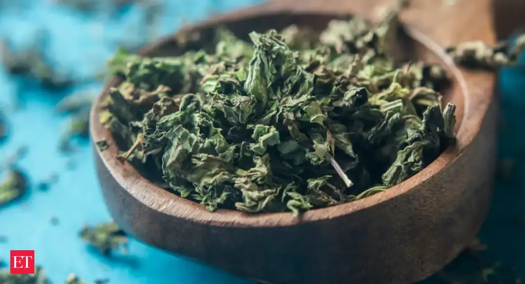 Legal sniff: peppermint boosts speed — how it will help you reach your ...