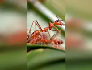 US faces rising threat of ant invasions amid weak enforcement - The ...