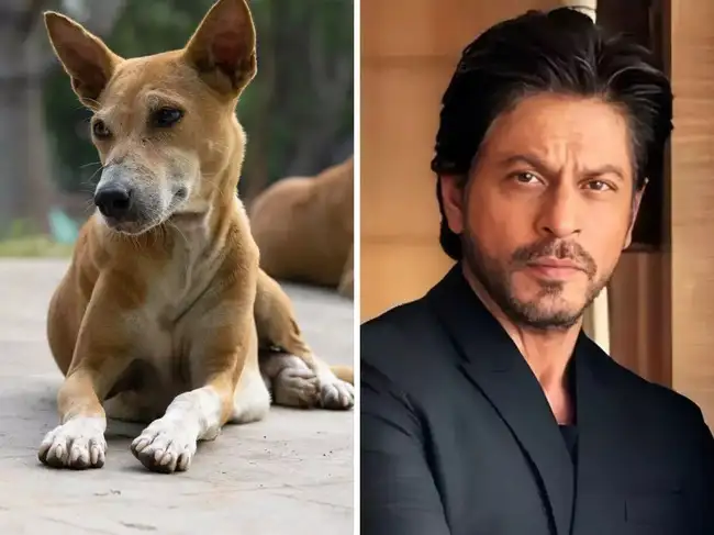 Street dog finds home at Mannat? Viral video from Shah Rukh Khan’s Rs ...